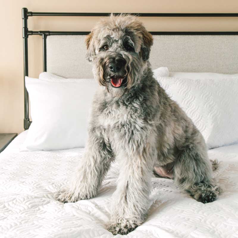 How to Remove Pet Fur From Bedding – The Comphy Company